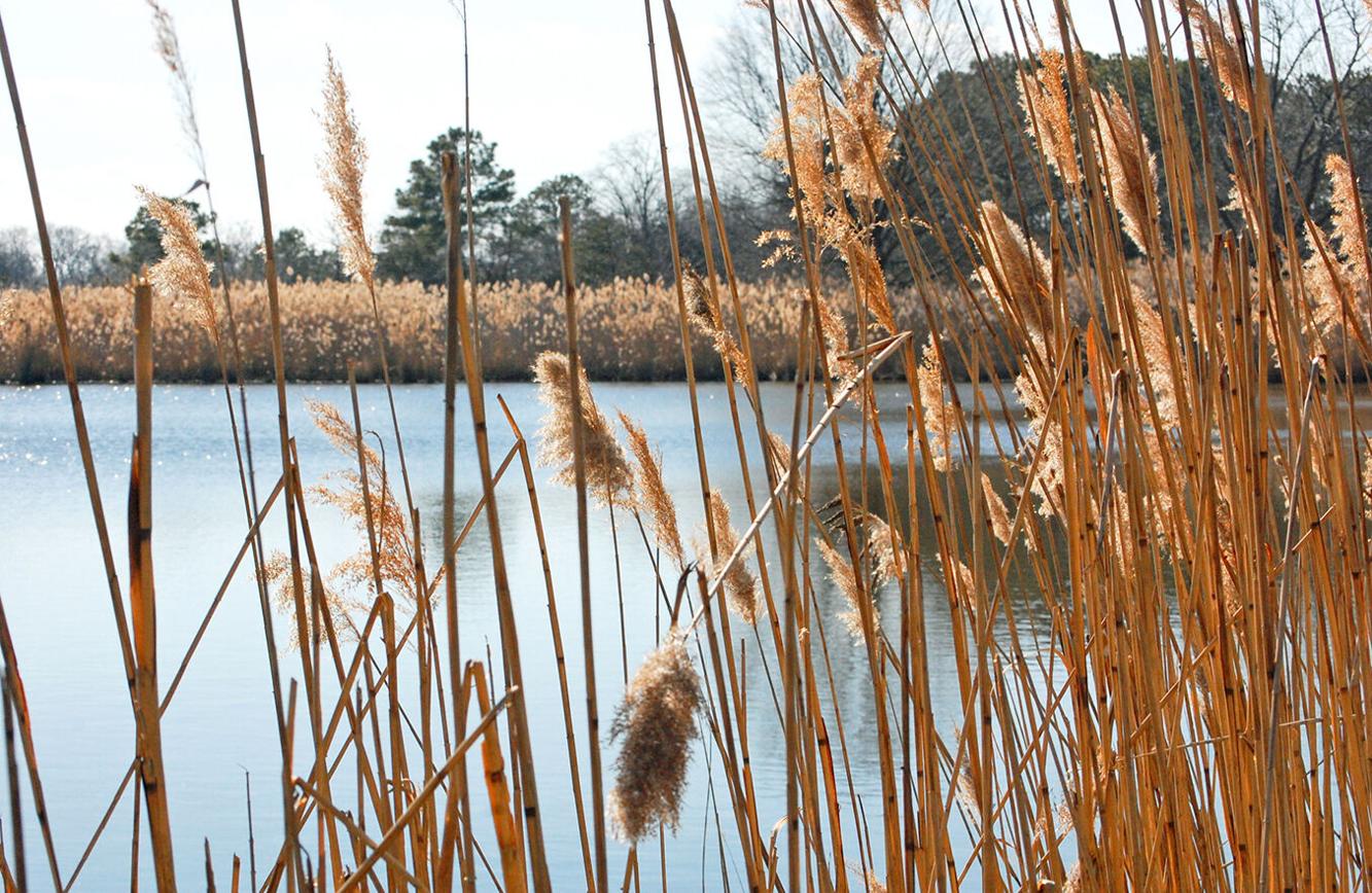 For better or worse, invasive phragmites is here to stay | Climate ...
