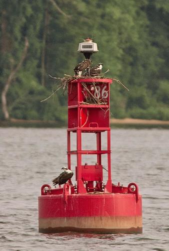 Natural, U.S. history of James River more accessible at Lawrence Lewis ...