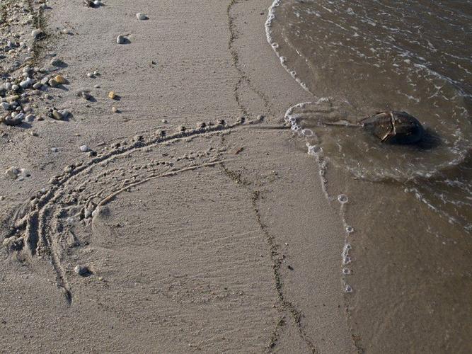 horseshoe crab tracks in sand