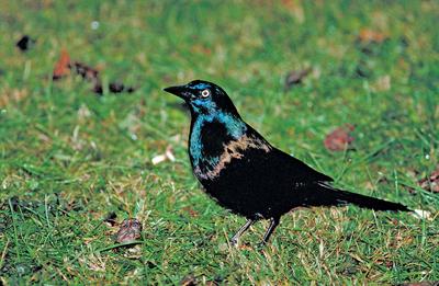 common grackle
