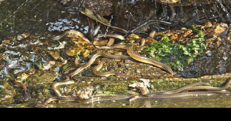 Introduction project's goal is to restore eels to river upstream of ...