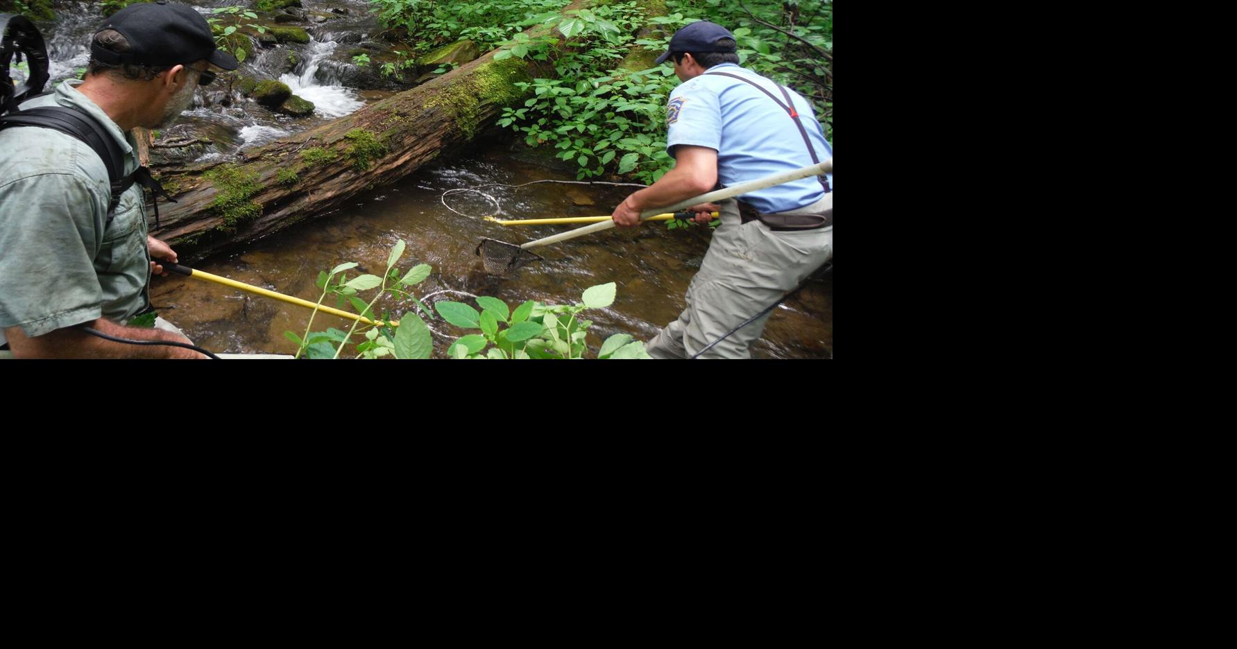Push to save native trout in Pennsylvania hampered by stream study ...