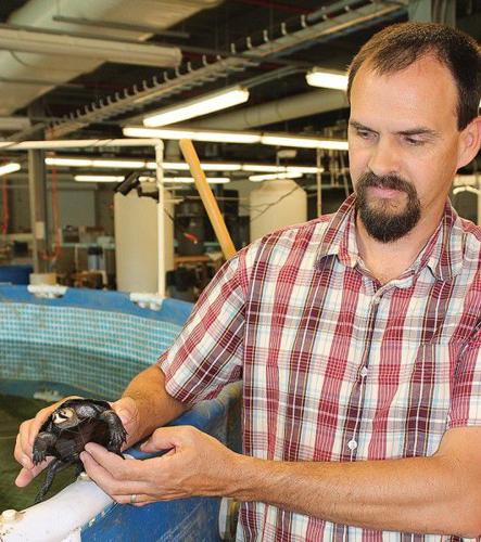 Terrapins view crab pots as playgrounds, not death traps | Wildlife ...