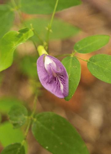 Natural, U.S. history of James River more accessible at Lawrence Lewis ...