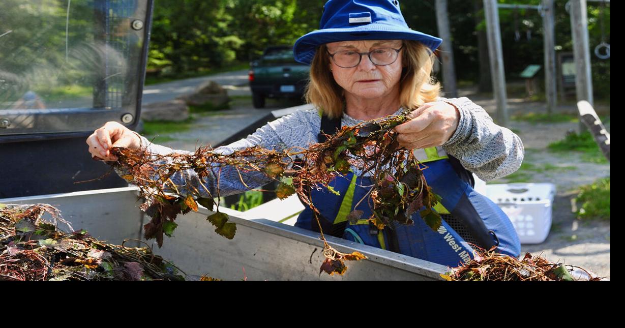 Invasive water chestnut frustrates containment efforts in Virginia ...