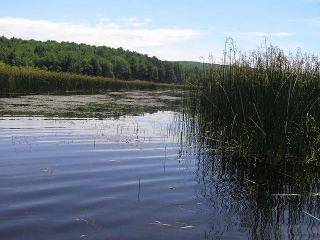 Pennsylvania creates 35 secret sanctuaries to protect rare plants ...
