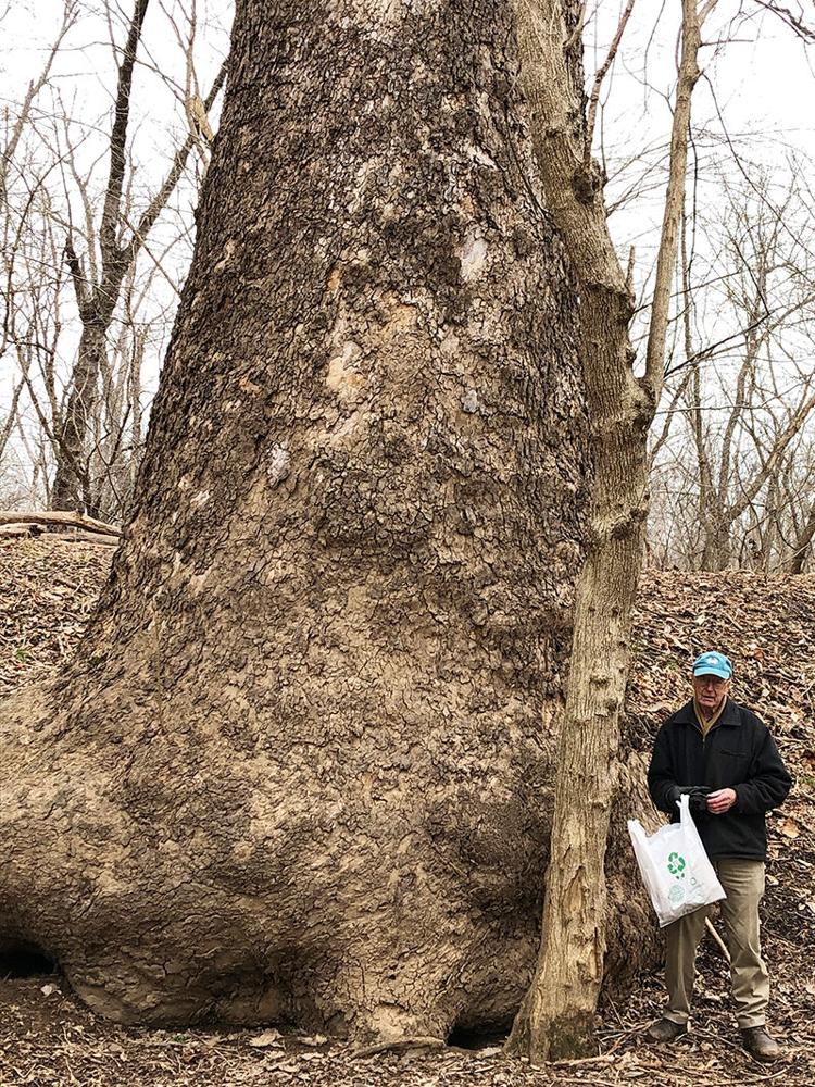 Big trees, important trees: a Chesapeake sampler | Travel | bayjournal.com