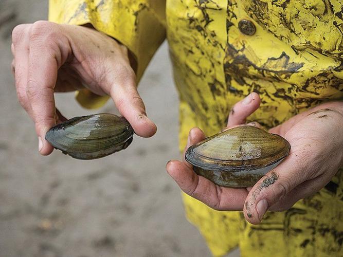 After decades of shellacking, river’s slow return to life showing up in ...