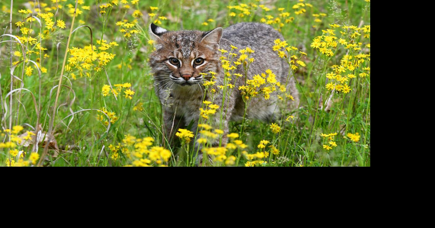 Bobcat is sometimes heard, rarely seen | Bay Naturalist | bayjournal.com