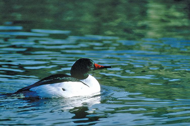 common merganser diet