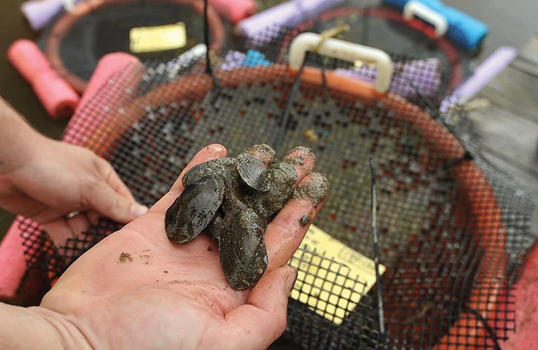 Mussels, ripe for investment, could power cleaner rivers | Fisheries ...