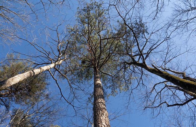 Redden State Forest's Heaquarters Tract trails for running | Travel ...
