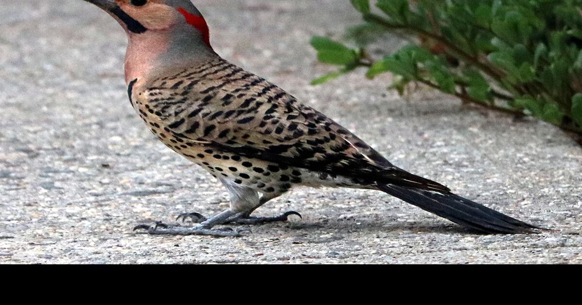 Wrap your head around these woodpecker points | Chesapeake Challenge ...