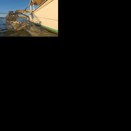 The mystery of the missing blue crabs | Fisheries | bayjournal.com