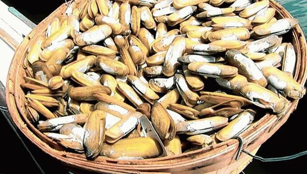 Bivalve's dramatic demise is as 'quiet as a clam' | Fisheries ...