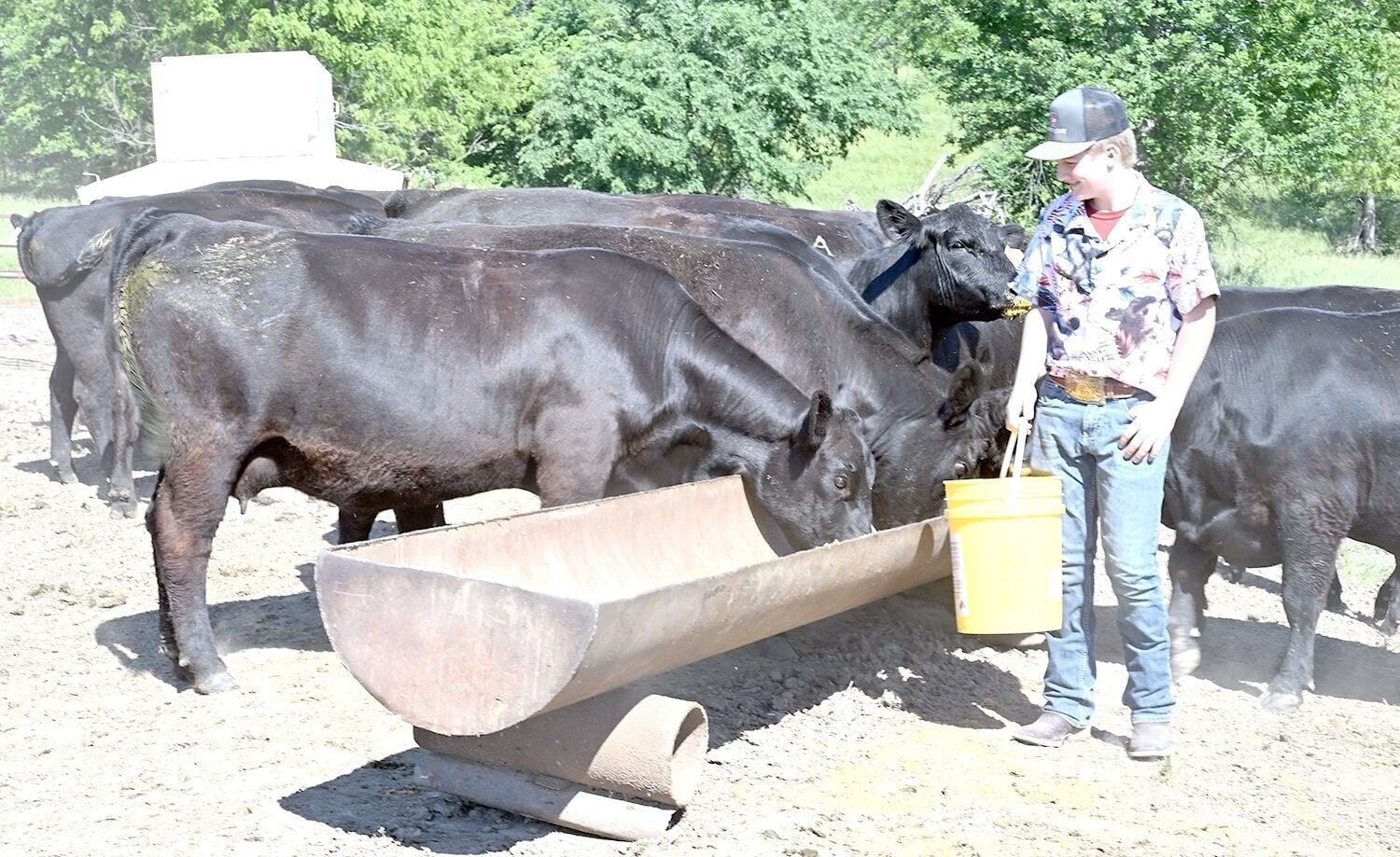 Amstutz starts own cow-calf operation at age 13 | News | bdemo.com
