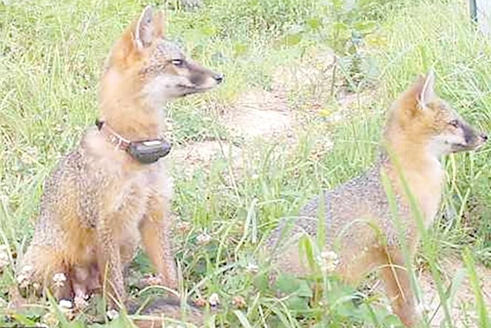 Research being conducted on gray foxes in Davis County | News | bdemo.com