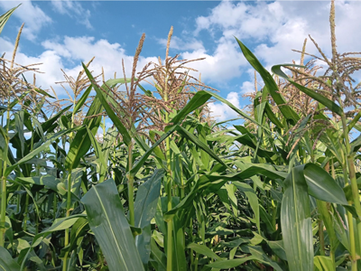 The year the corn crop died | Opinion | bellevueheraldleader.com