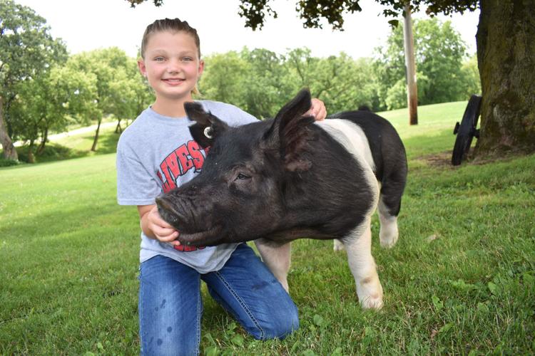 No fair? No problem: youth supporters organize virtual meat animal sale ...