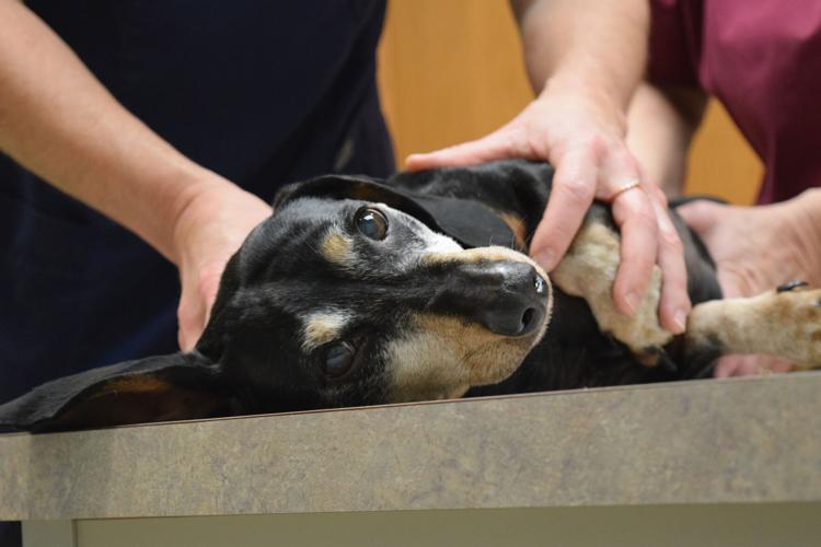 Animal chiropractors help local pets stay happy and healthy ...