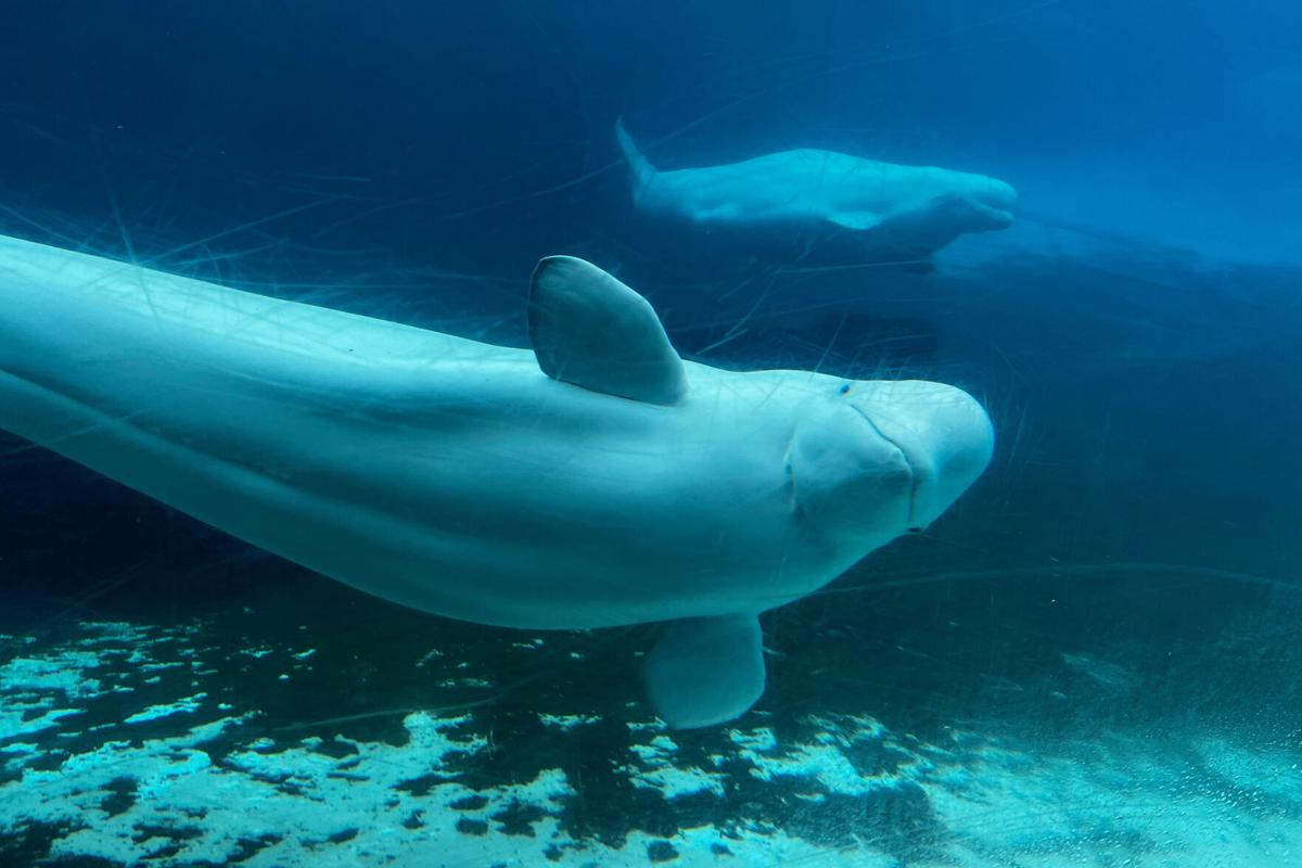 Canadian government endorses a plan to move whales from shuttered ...