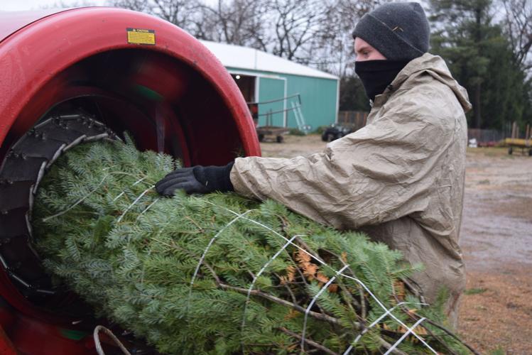 Holiday spirit is in full swing at Williams Tree Farm during busy ...