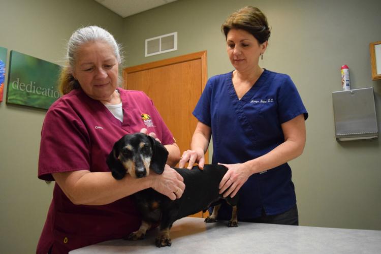 Animal chiropractors help local pets stay happy and healthy ...