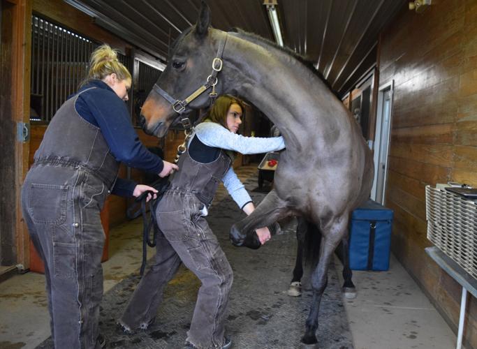 Animal chiropractors help local pets stay happy and healthy ...