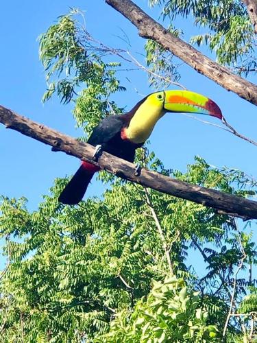 'Pure joy': Beloiter Sheila De Forest embraces culture, reforestation ...