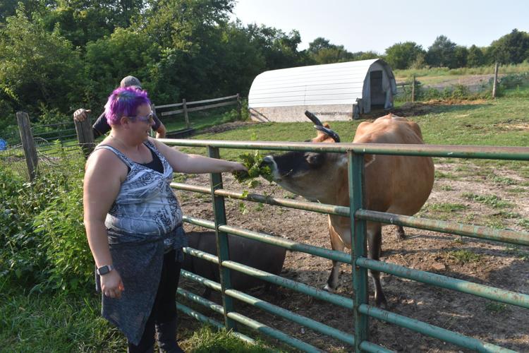 Nessie the blind cow enters contest to raise awareness about rescue ...