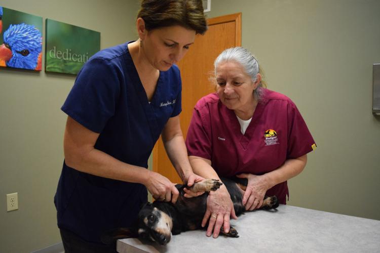 Animal chiropractors help local pets stay happy and healthy ...
