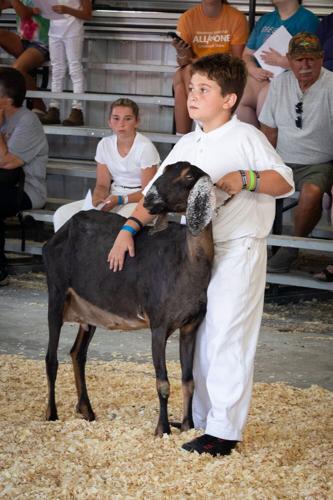 Young 4-Hers work hard with champion animals | Local News ...