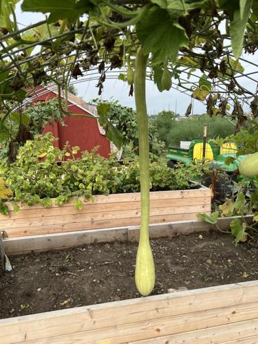 Garden growth: RECAP participants tend summer produce, forge new life ...
