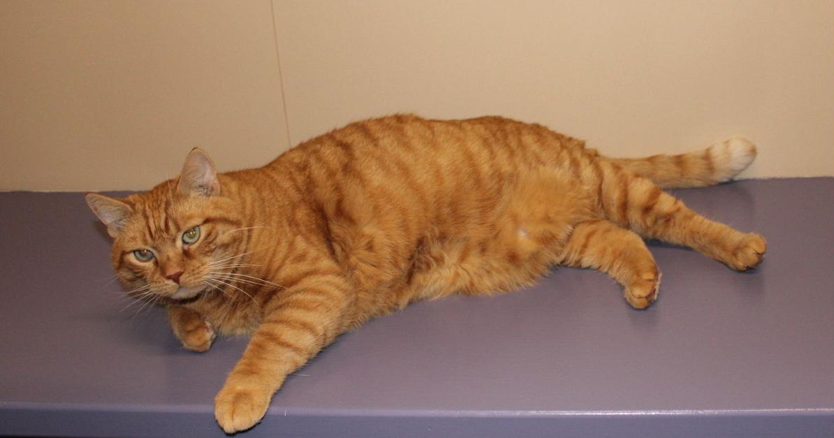 Pets of the Week at Second Chance Animal Center: Ezra, Hadleigh, Teddy ...