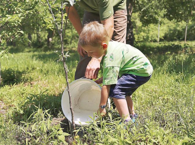 Iconic Harwood Hill orchard on way back | Entertainment ...