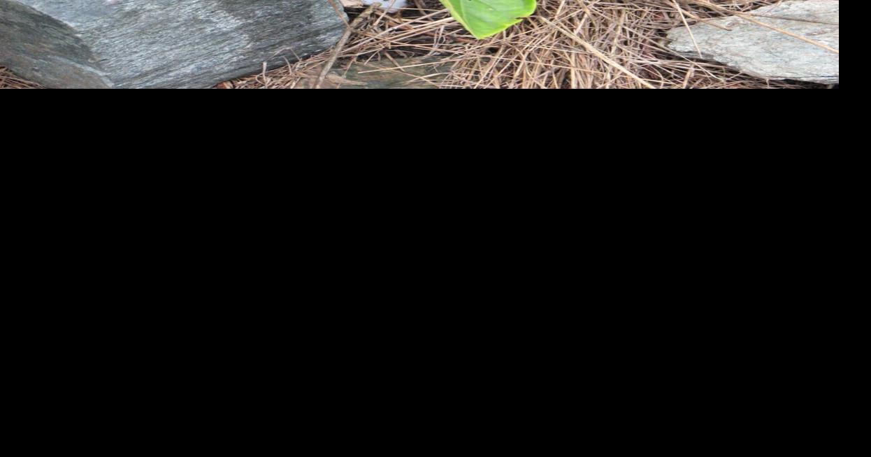 Henry Homeyer | Notes from the Garden: Growing food for taste and ...