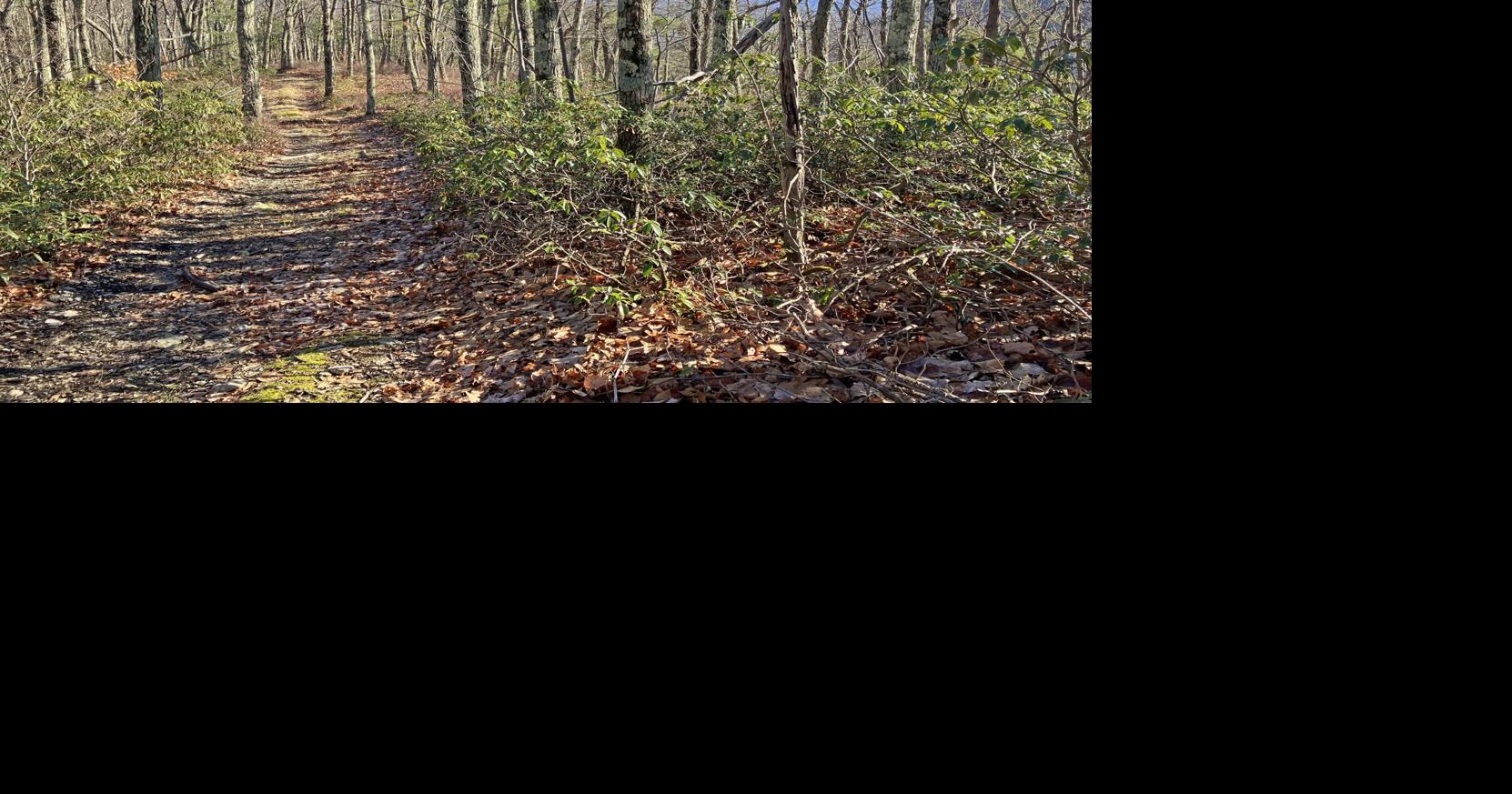 VEDA unveils new forestry loan program | News | benningtonbanner.com