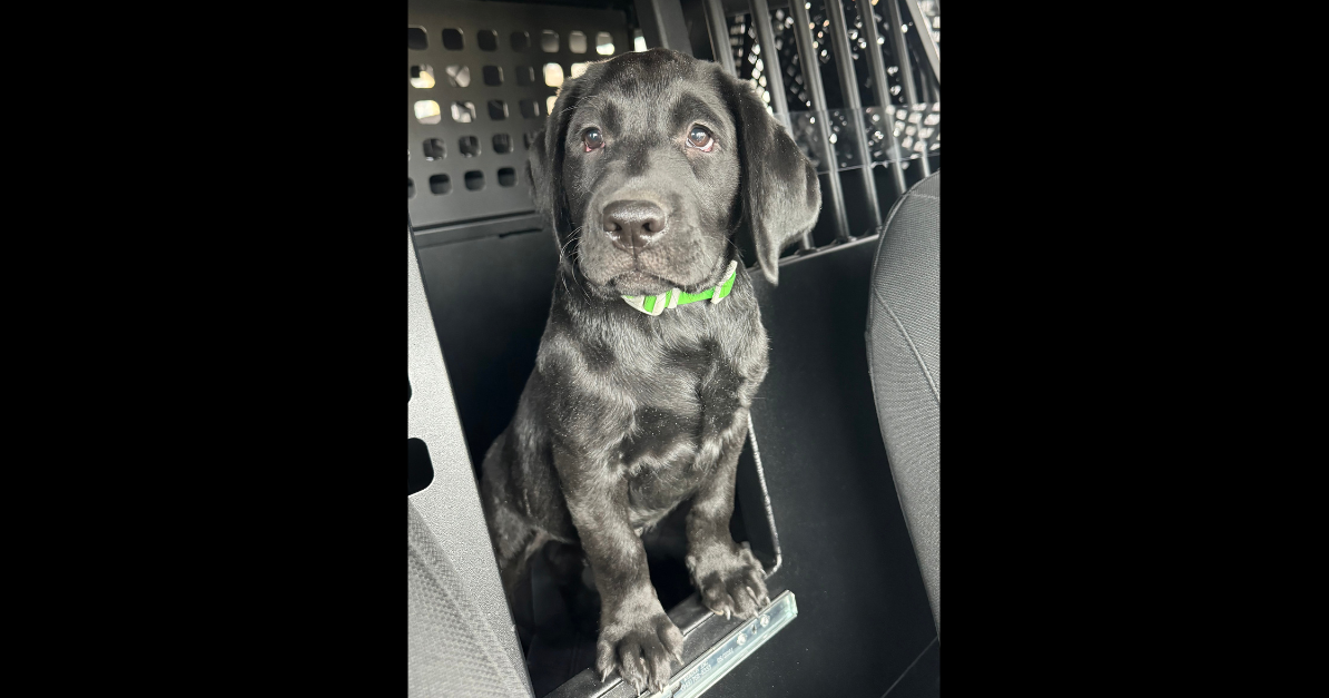 Meet Bennington’s new police dog in person this Friday at the VFW ...