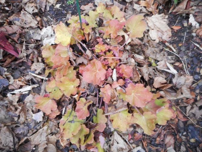 Heuchera: A versatile landscape plant | Outdoors | benningtonbanner.com