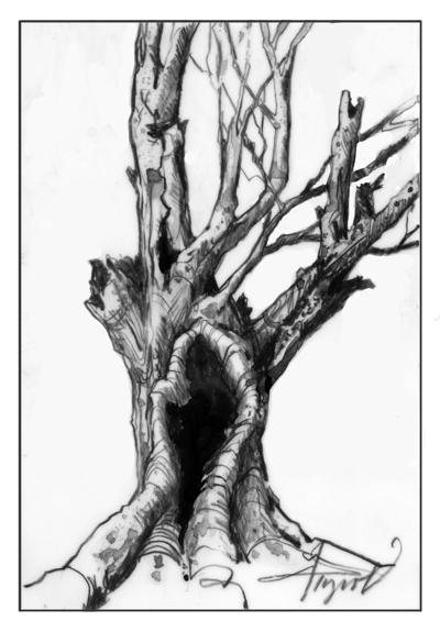 The Outside Story: Inside hollow trees, life goes on | Outdoors ...