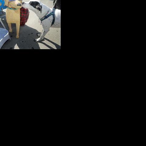 Vermonters and visitors marveled at Monday's solar eclipse | Local News ...