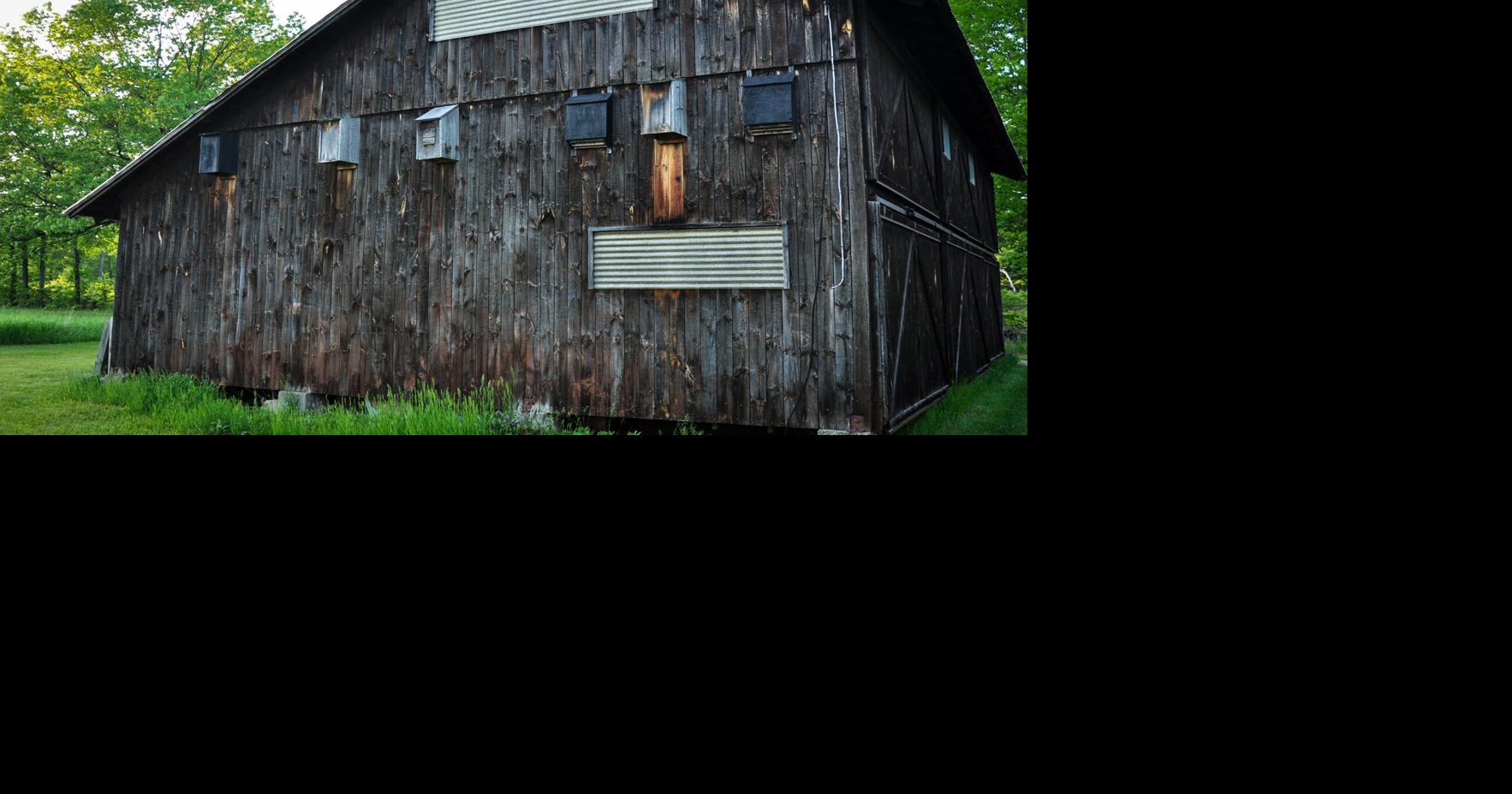 Bat week is Oct. 24-31; Conserve Vermont's native bat species ...