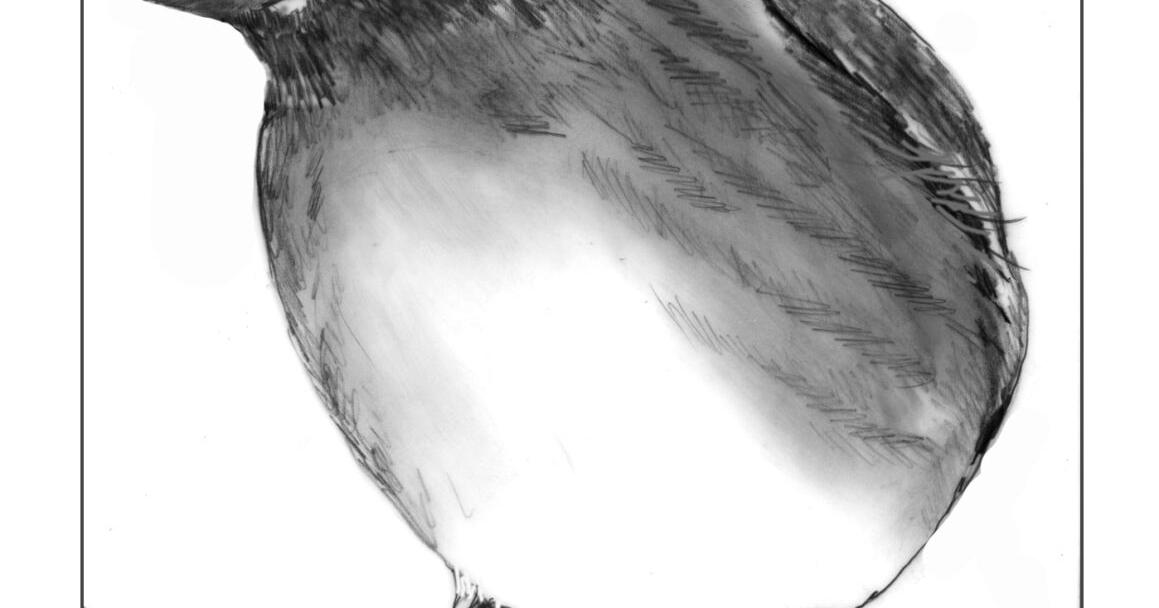 The Outside Story | Lee Emmons: Purple finches provide year-round color ...