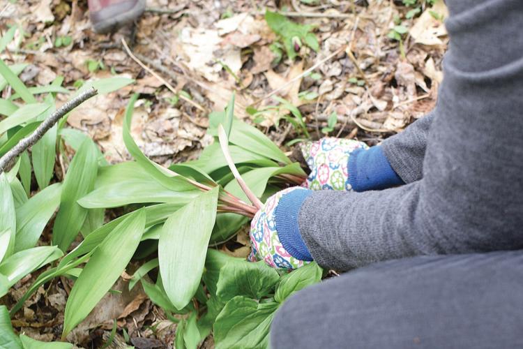 Ramp up the flavor with foraged ramps | Entertainment ...