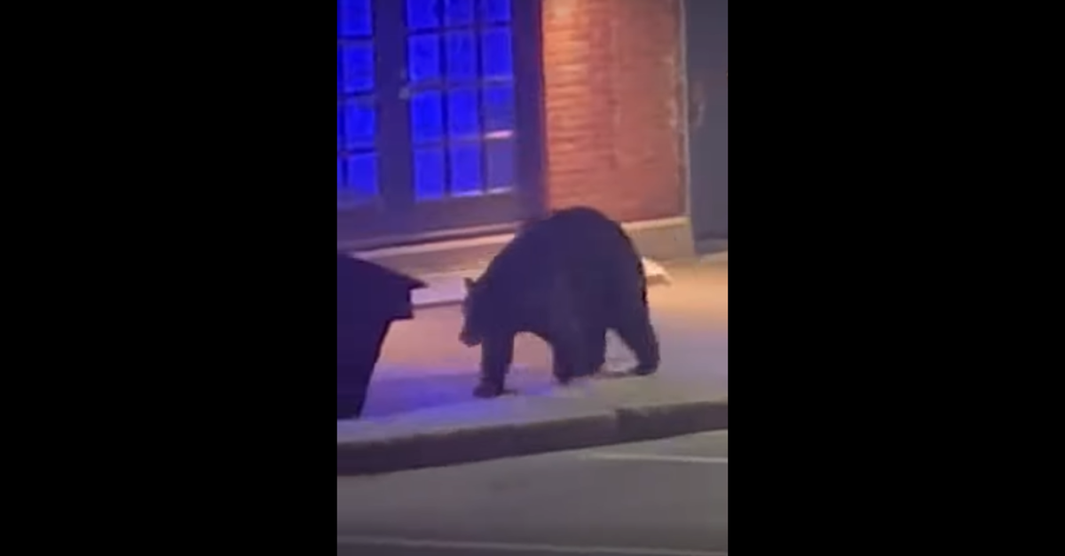 A limping bear has stirred hearts in Manchester | State ...