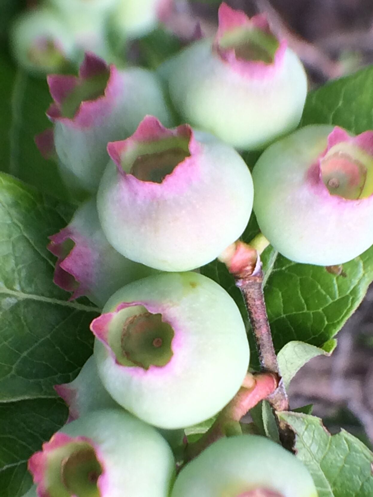 Emphasizing edible landscaping | Opinion | benningtonbanner.com