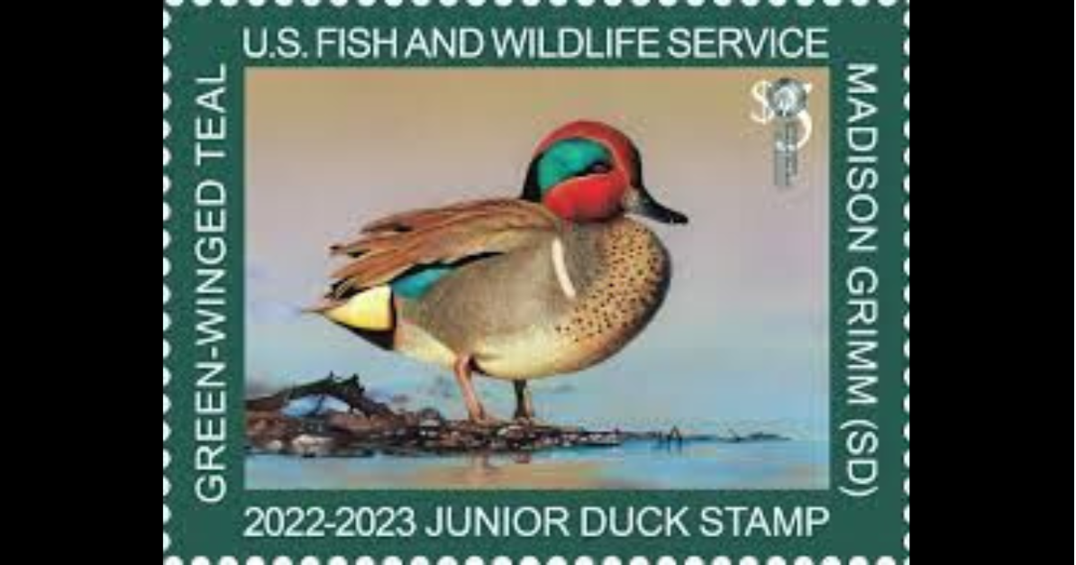 U.S. Fish and Wildlife Service's Junior Duck Stamp Conservation and ...