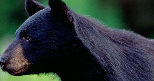 Vermont bear hunting starts in September | Outdoors | benningtonbanner.com