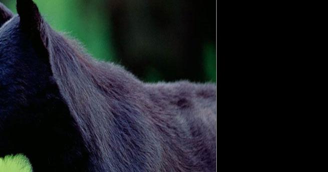 Vermont bear hunting starts in September | Outdoors | benningtonbanner.com