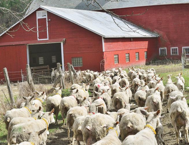 Vermont Shepherd cheese: Outstanding in their fields | Entertainment ...